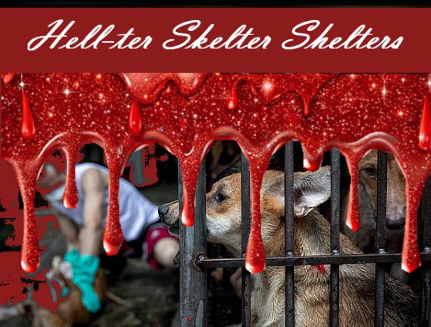 HELLTER SKELTER SHELTERS